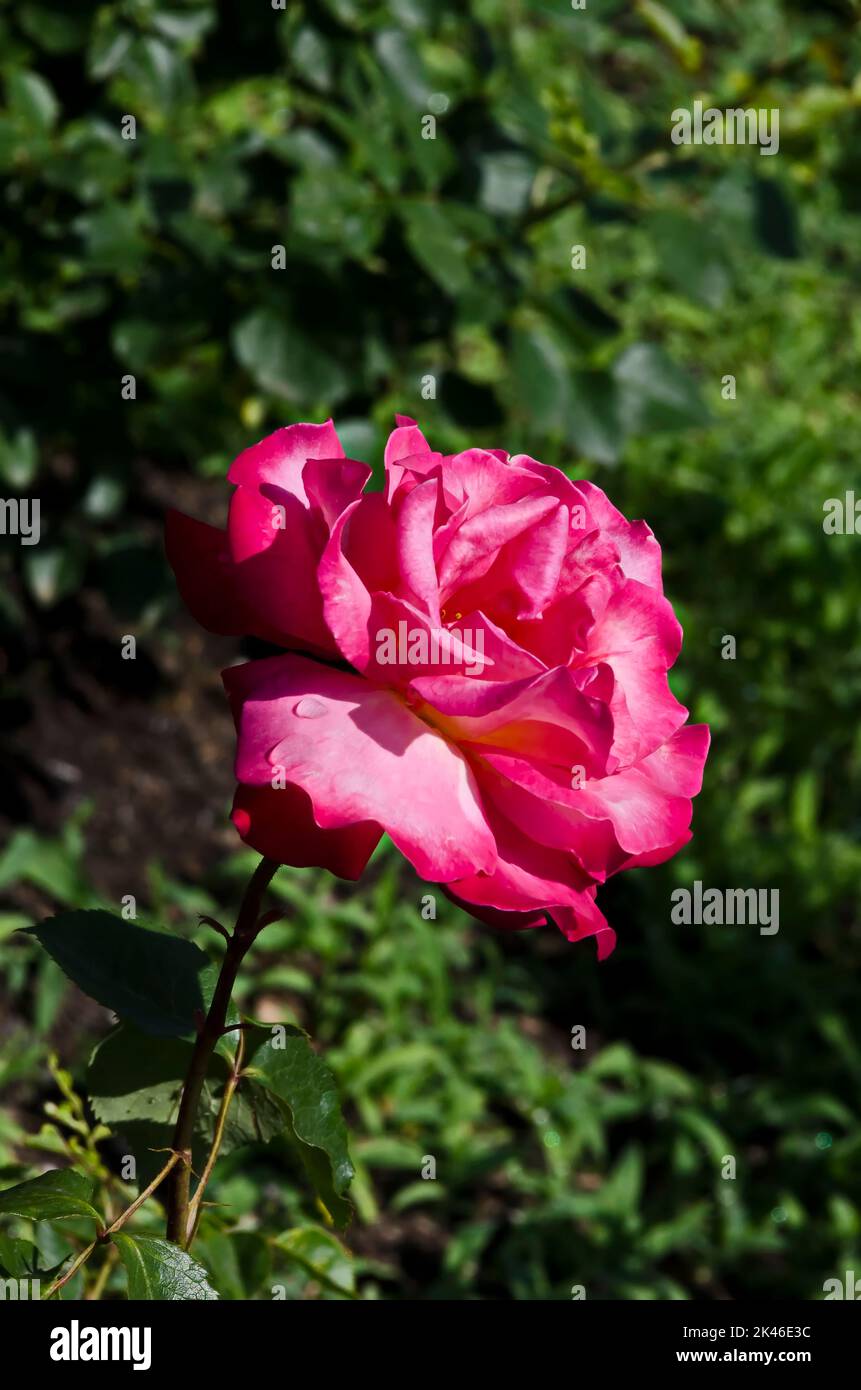 Blooming bush with rosy flowers in the rose garden, Sofia, Bulgaria ...