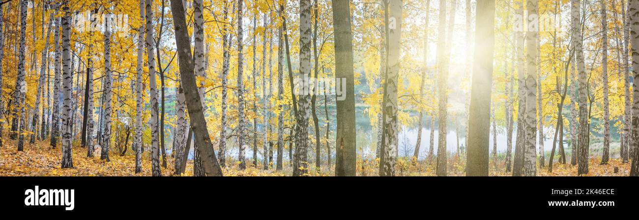 Birch grove against the lake on sunny autumn day, landscape, panorama ...