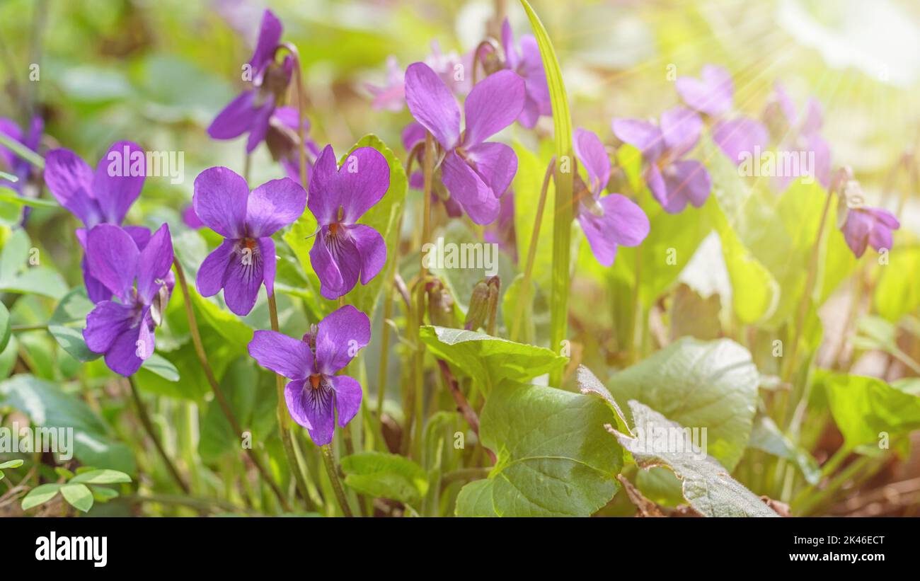 Violet violets flowers bloom in the spring forest. Viola odorata Stock ...