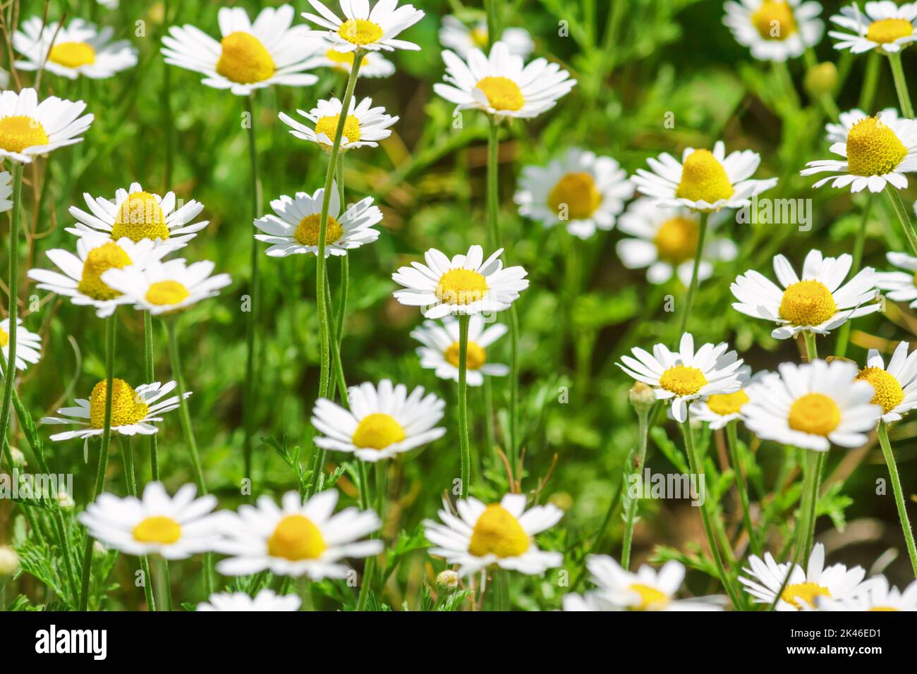 Matricaria recutita white flower yellow hi-res stock photography and ...