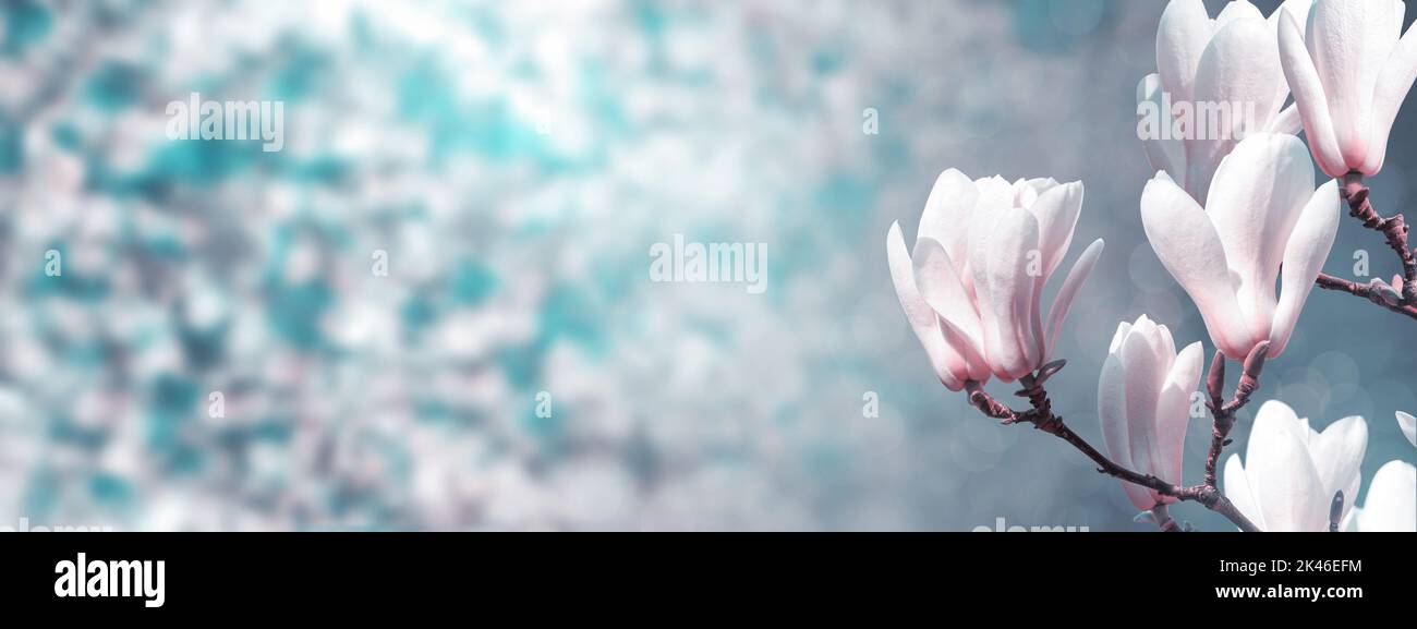 Twitter Headers Nature Flowers