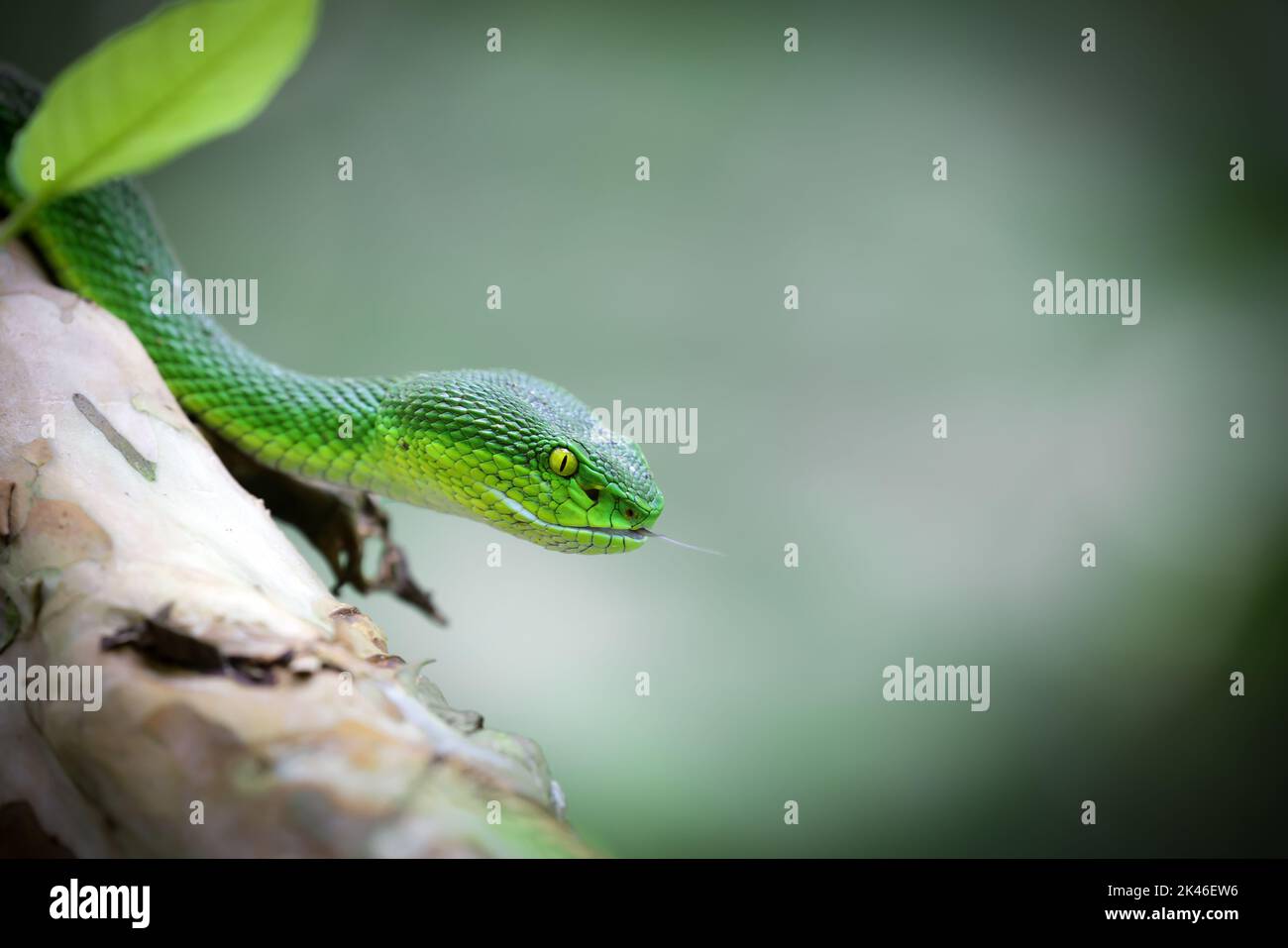 Close up photo of a Green Pit viper (Trimeresurus macrops Stock Photo ...