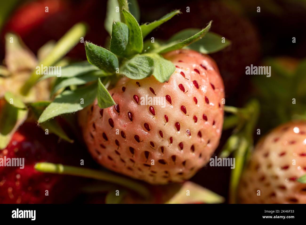 Strawberry white pineberry with sunny light. Fresh organic berries ...