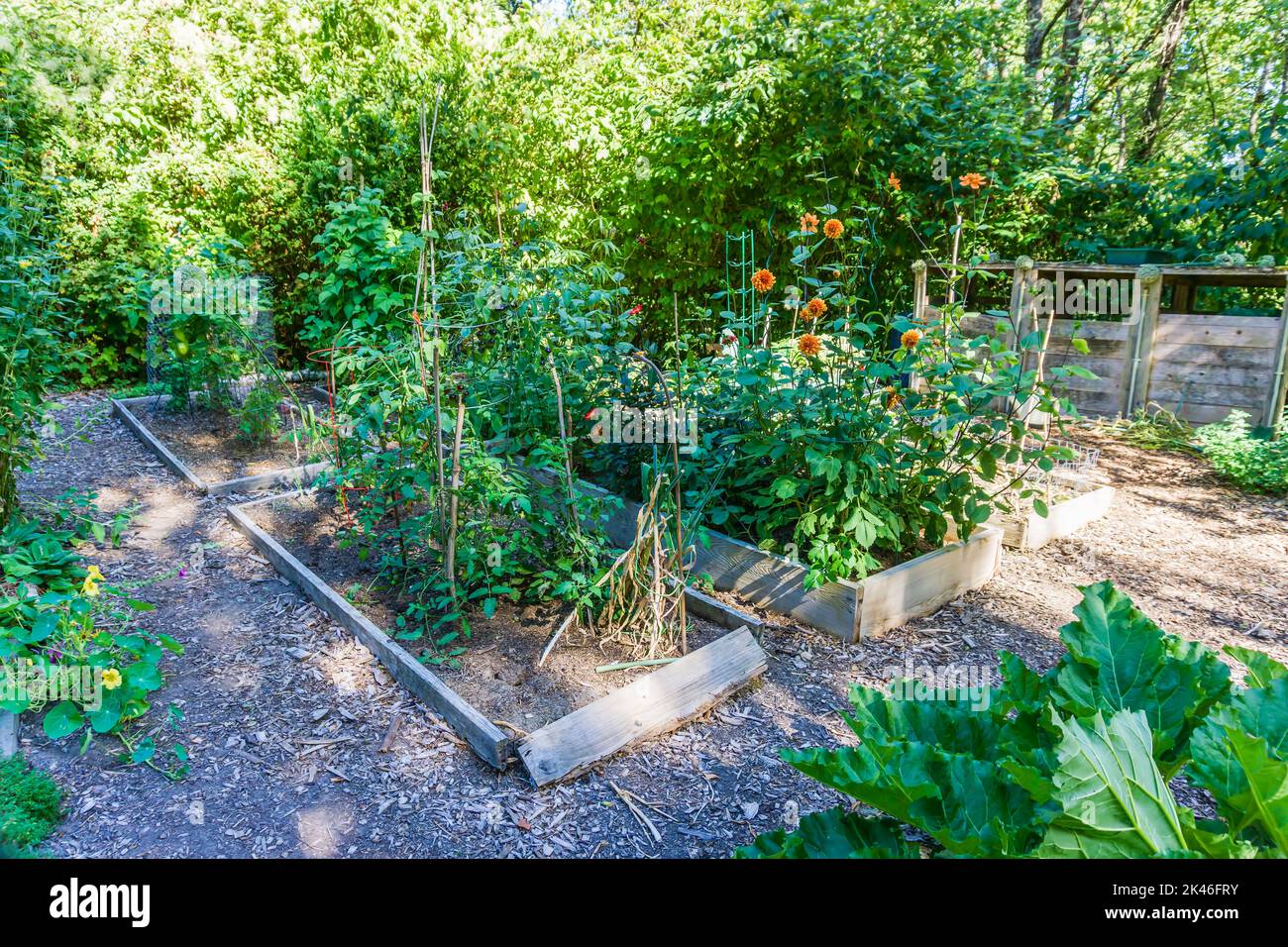 Large vibrant community garden pea patch in Seattle, Washington Stock ...