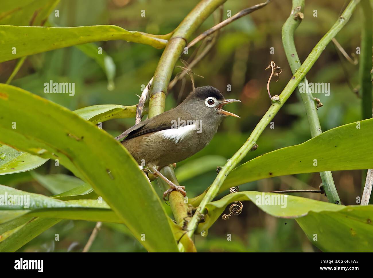Black-capped Speirops (Zosterops lugubris) adult perched on stem in ...
