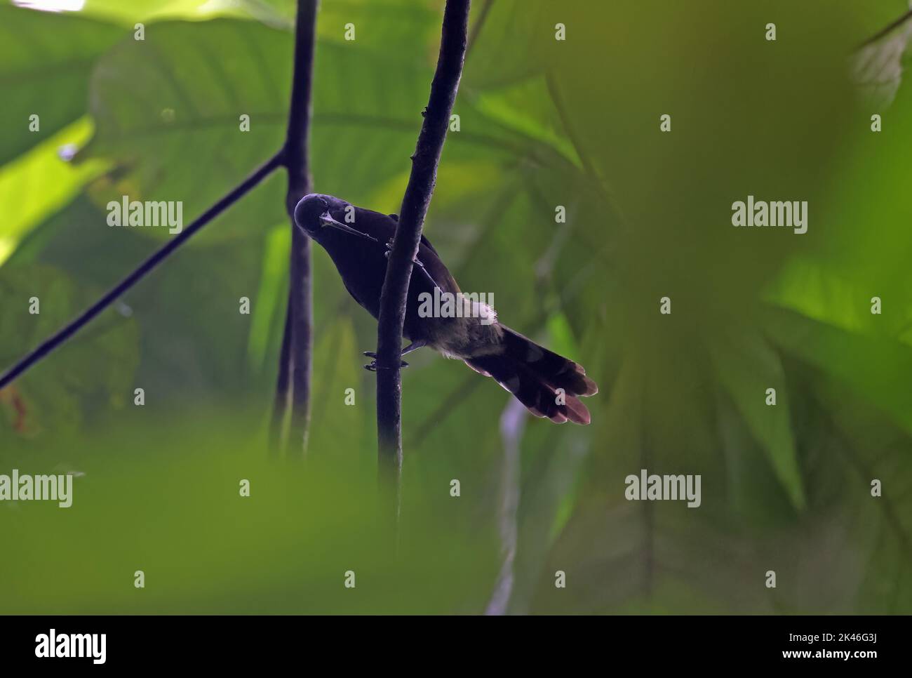 Giant Sunbird (Dreptes thomensis) adult perched on twig looking down ...