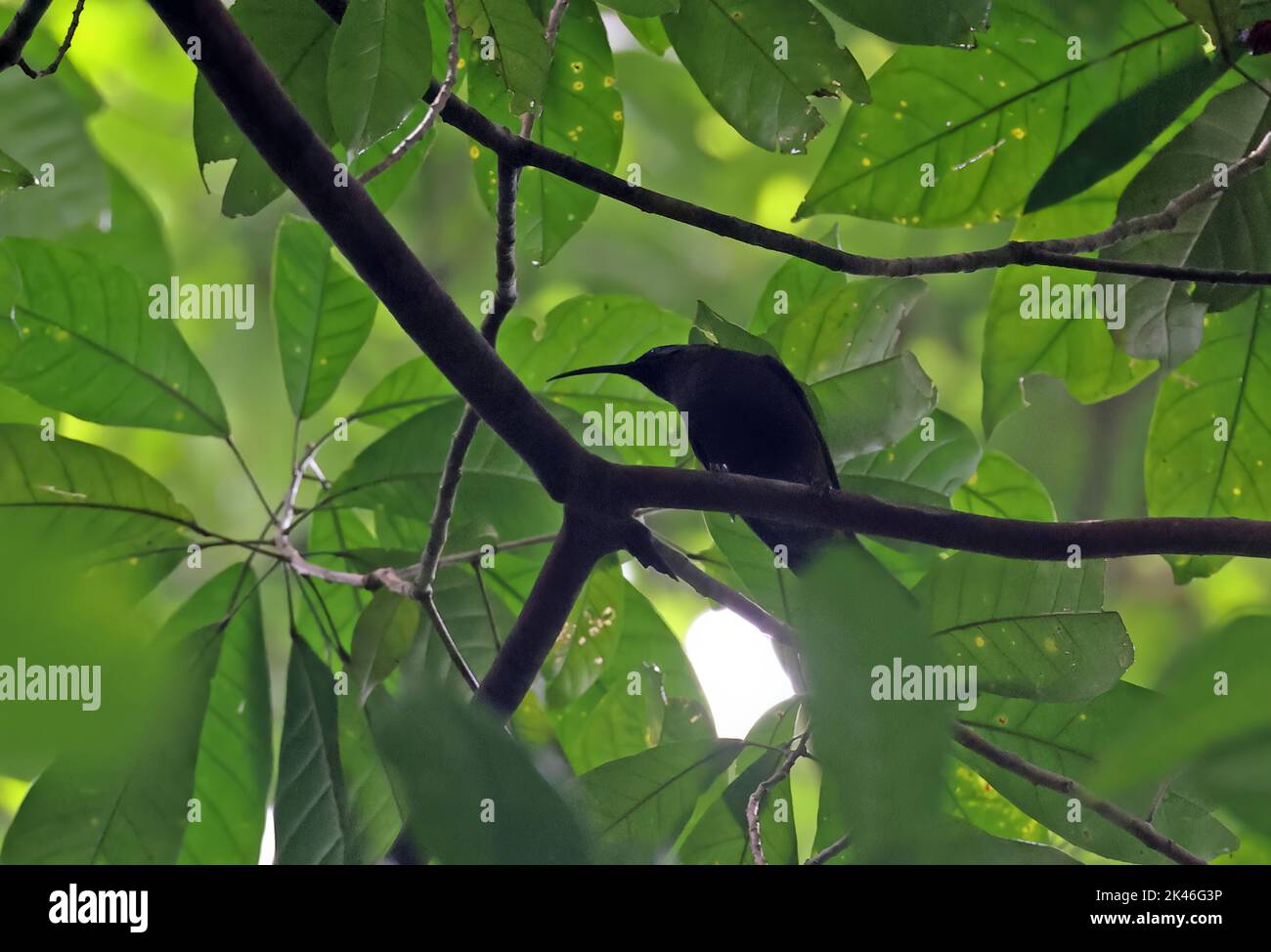 Giant Sunbird (Dreptes thomensis) adult perched on twig, endemic ...