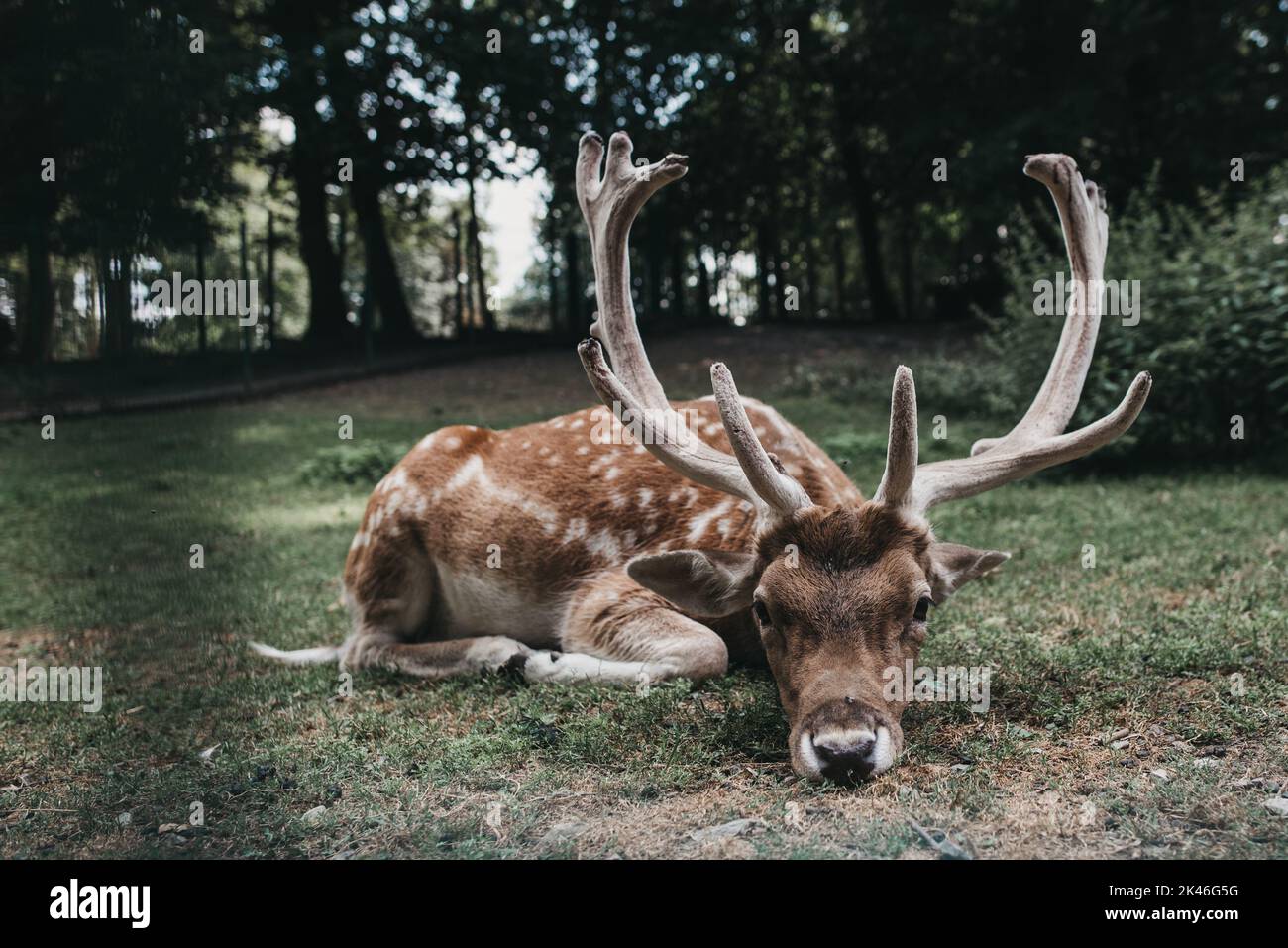 St-Omer public gardens and zoo Stock Photo - Alamy