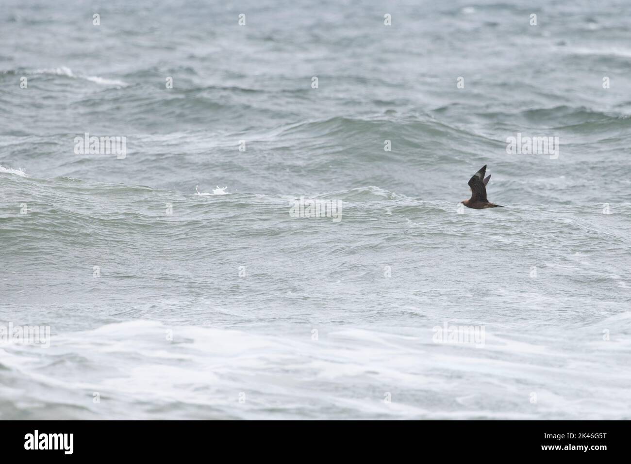 Arctic Skua (Stercorarius parasiticus) flying acroos the wavy sea ...