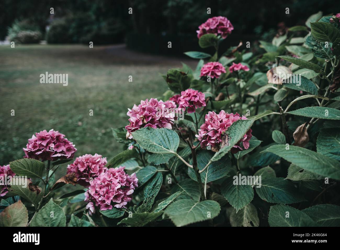 Hydrangea bushes hi-res stock photography and images - Alamy