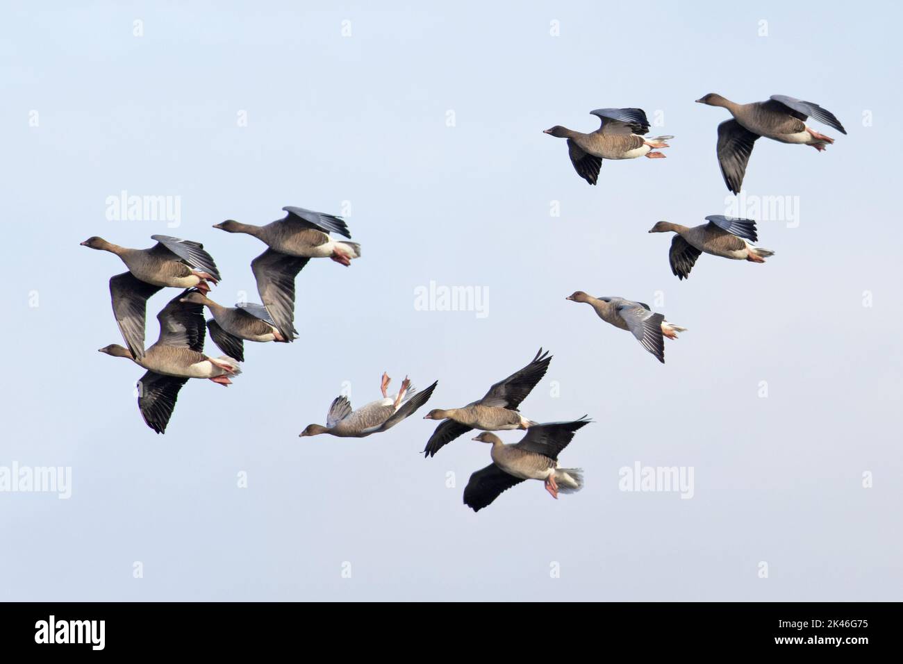 Pink-footed Goose (Anser barchyrhynchus) flock flying whiffling ...