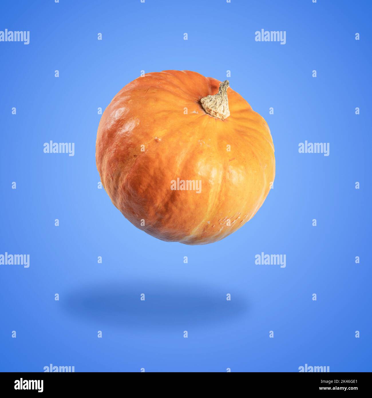 One pumpkin levitating over a blue background. Halloween and ...