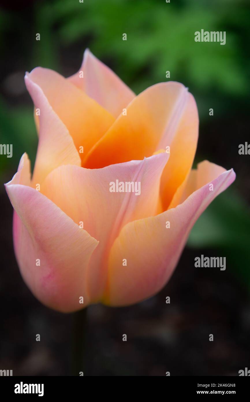 Bright orange-yellow tulip, side view of a single tulip with orange and ...