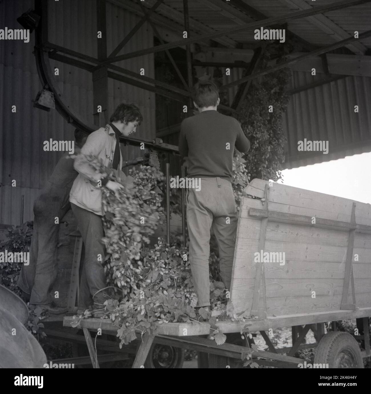 Vintage archive photo from c1960s showing seasonal workers on a farm in Kent engaged in hop ...