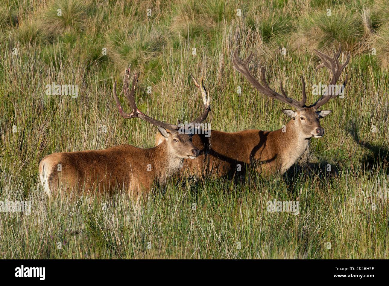 Velveted red deer stags hi-res stock photography and images - Alamy