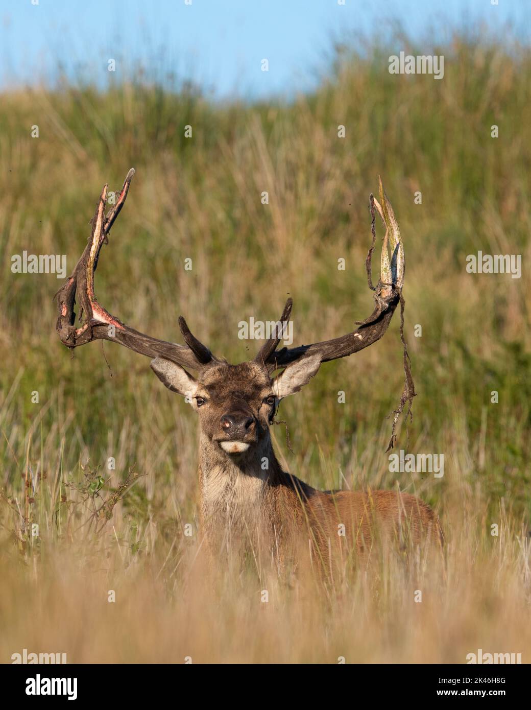 Velveted red deer stags hi-res stock photography and images - Alamy