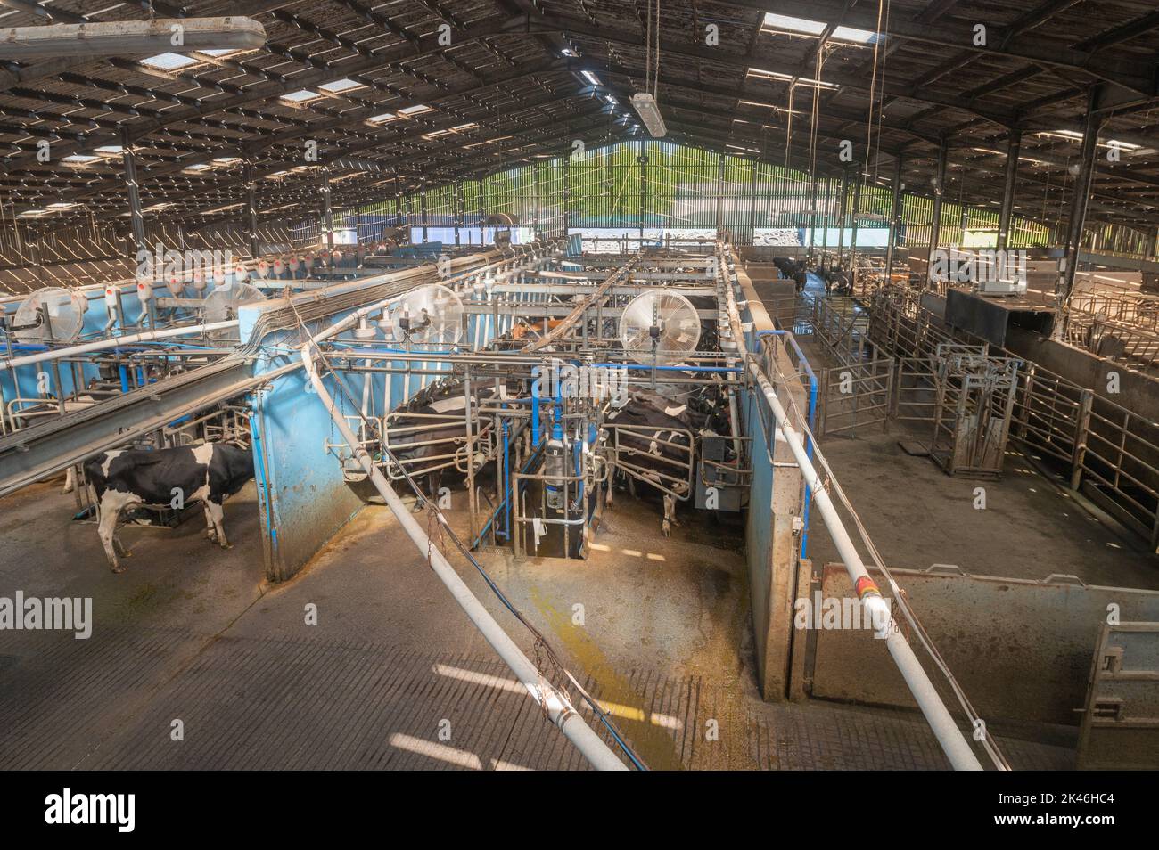 Milking 500 dairy cows in a twin herring-bone parlour at Coleg Sir Gar ...
