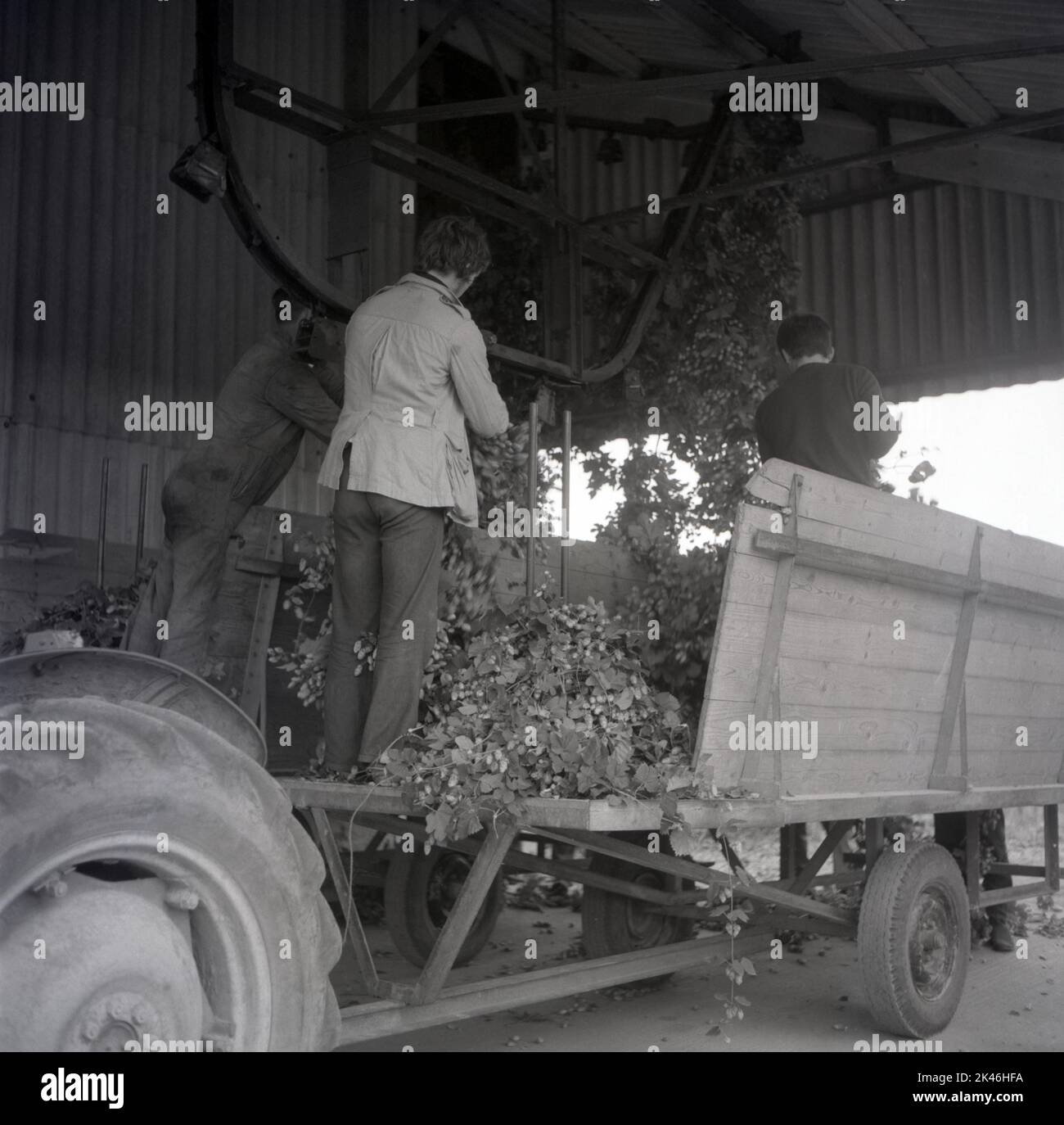Hop picking 1960's hi-res stock photography and images - Alamy