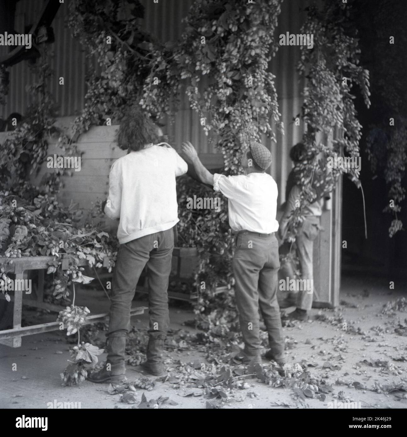 Vintage archive photo from c1960s showing seasonal workers on a farm in ...