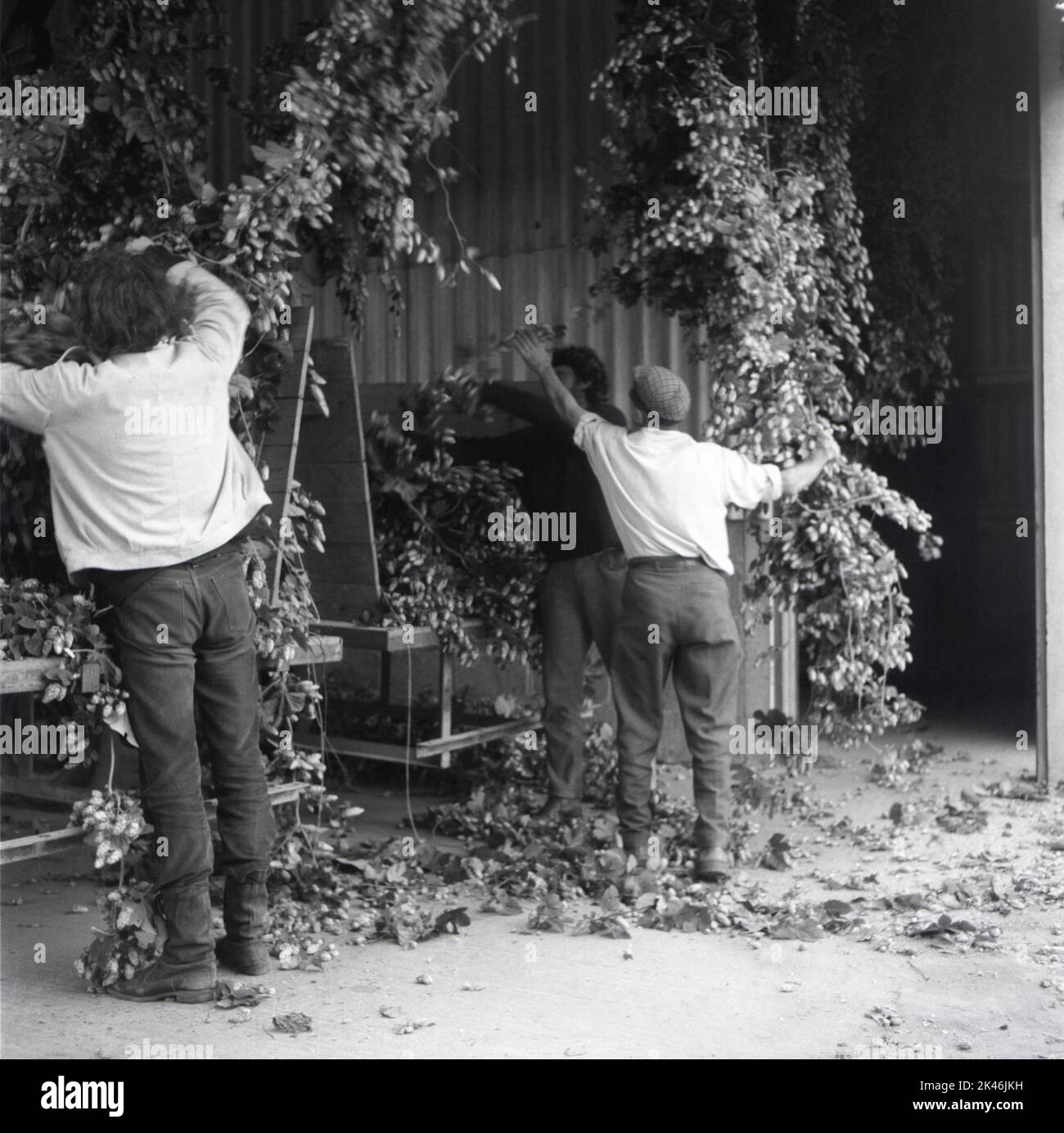 Vintage archive photo from c1960s showing seasonal workers on a farm in Kent engaged in hop ...