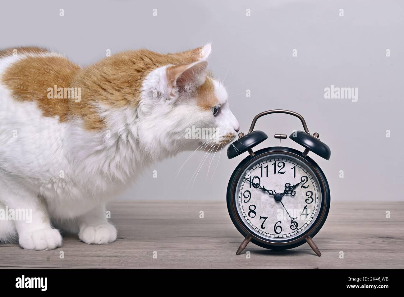 Cute tabby cat looking curious to a retro alarm clock on the table ...