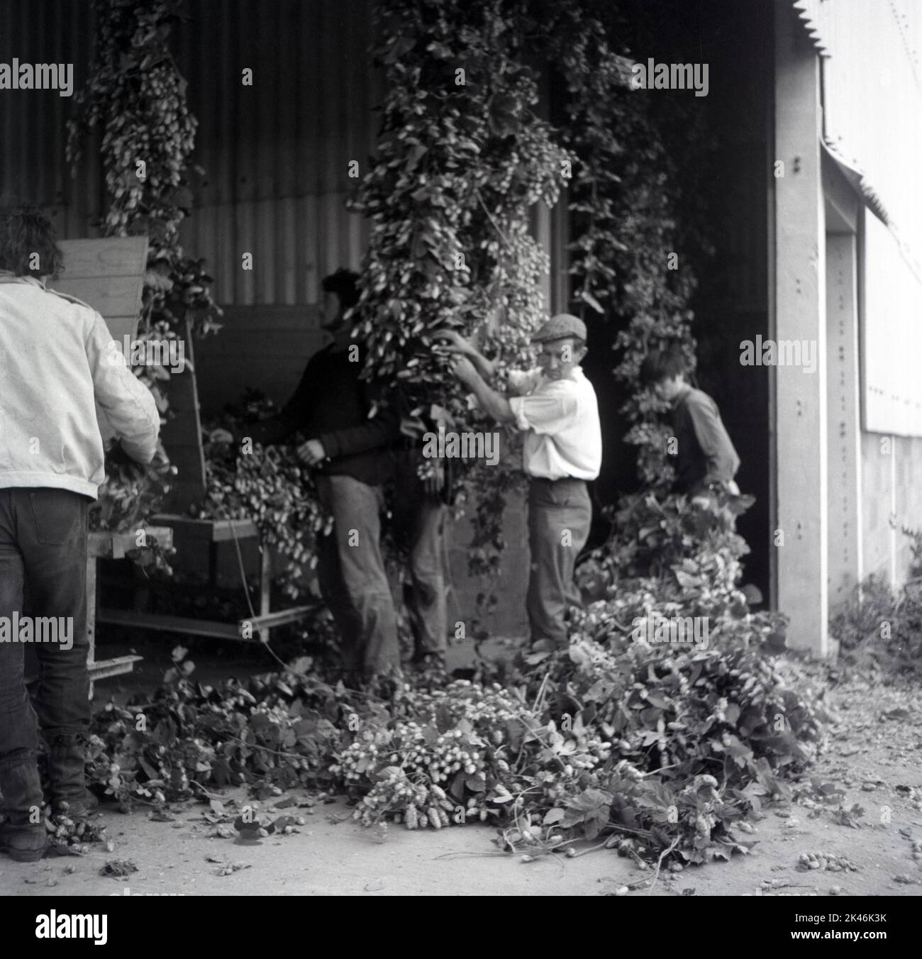 Vintage archive photo from c1960s showing seasonal workers on a farm in Kent engaged in hop ...