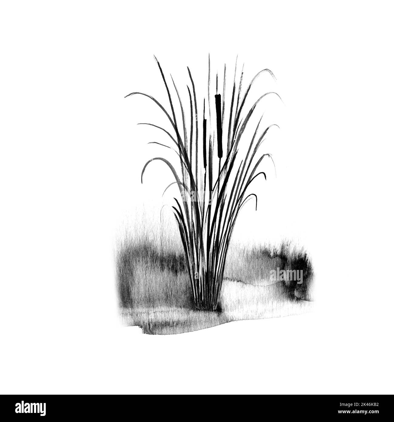 Bull rushes Black and White Stock Photos & Images - Alamy