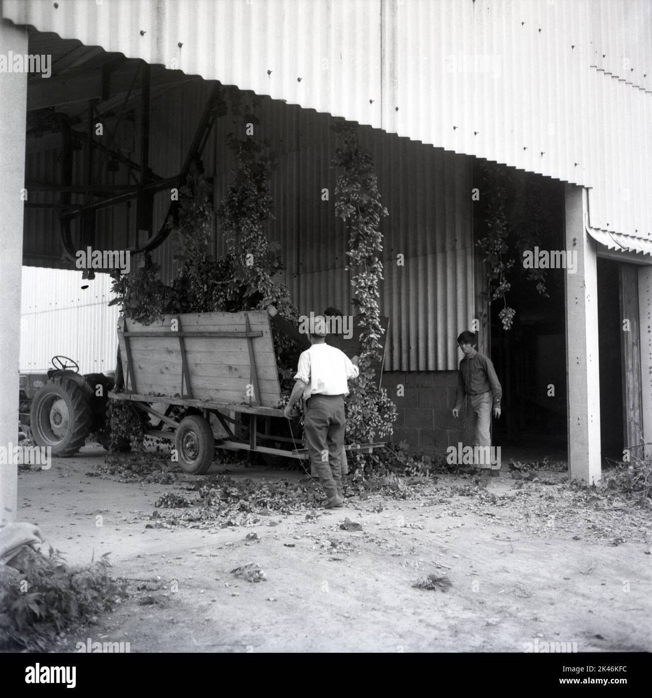 Vintage archive photo from c1960s showing seasonal workers on a farm in Kent engaged in hop ...