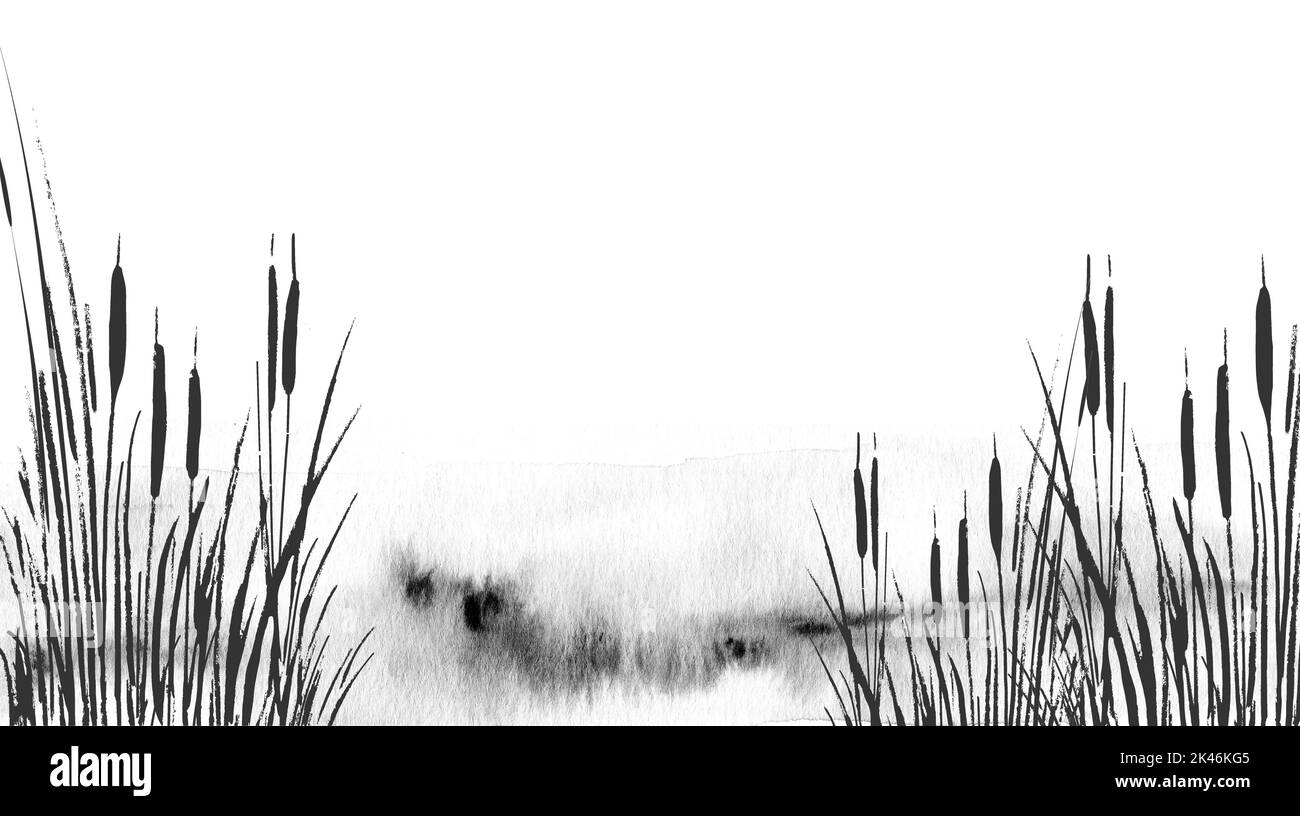 Isolated watercolor drawing.Image of ablack reed or bulrush on a white ...