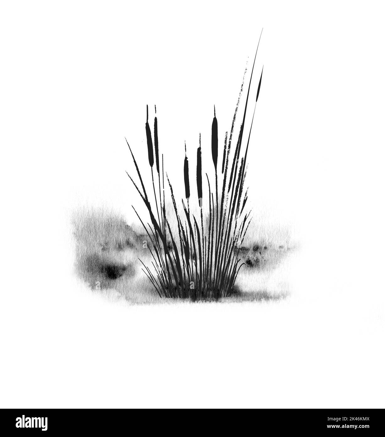 Bull rushes Black and White Stock Photos & Images - Alamy