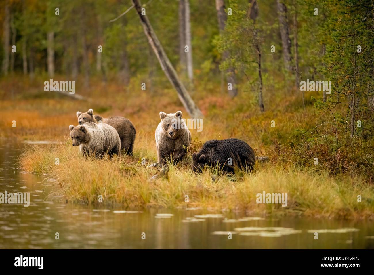 Wildlife in Finland. Bears, Wolverine and birds Stock Photo - Alamy
