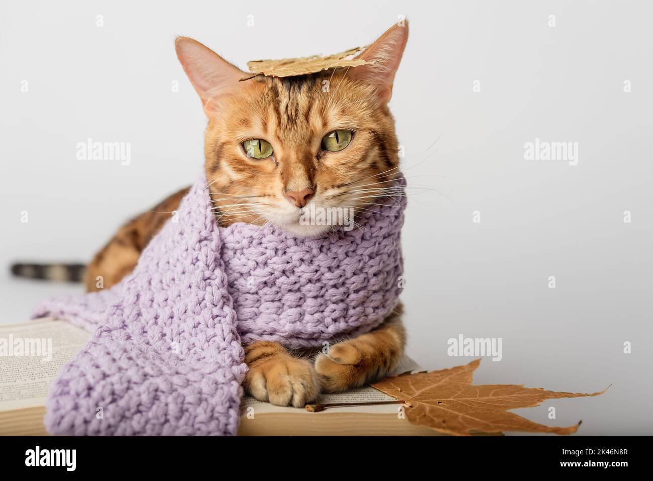 Bengal cat in a knitted scarf with a book and dry leaves on a white ...