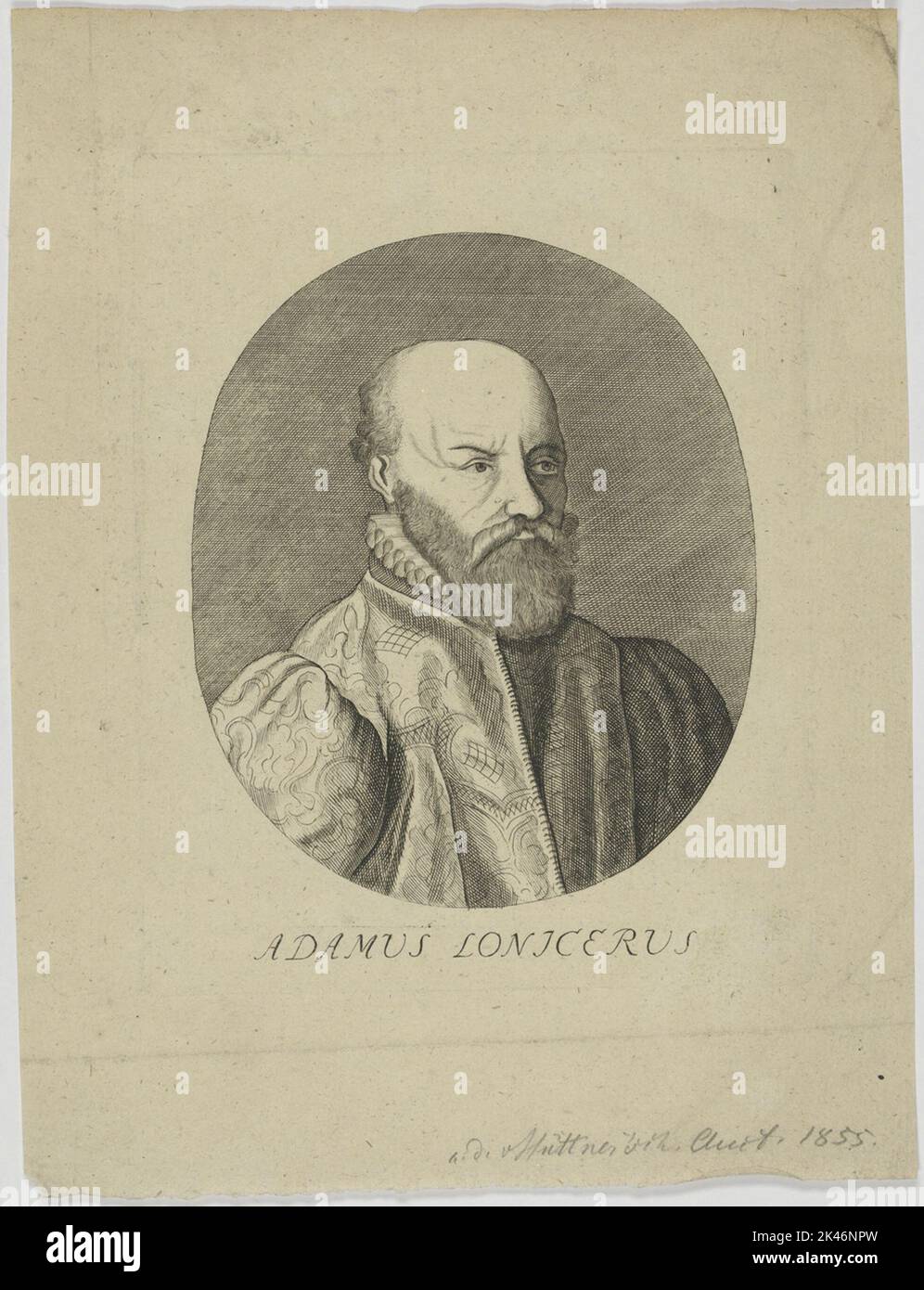 Adamus lonicerus hi-res stock photography and images - Alamy