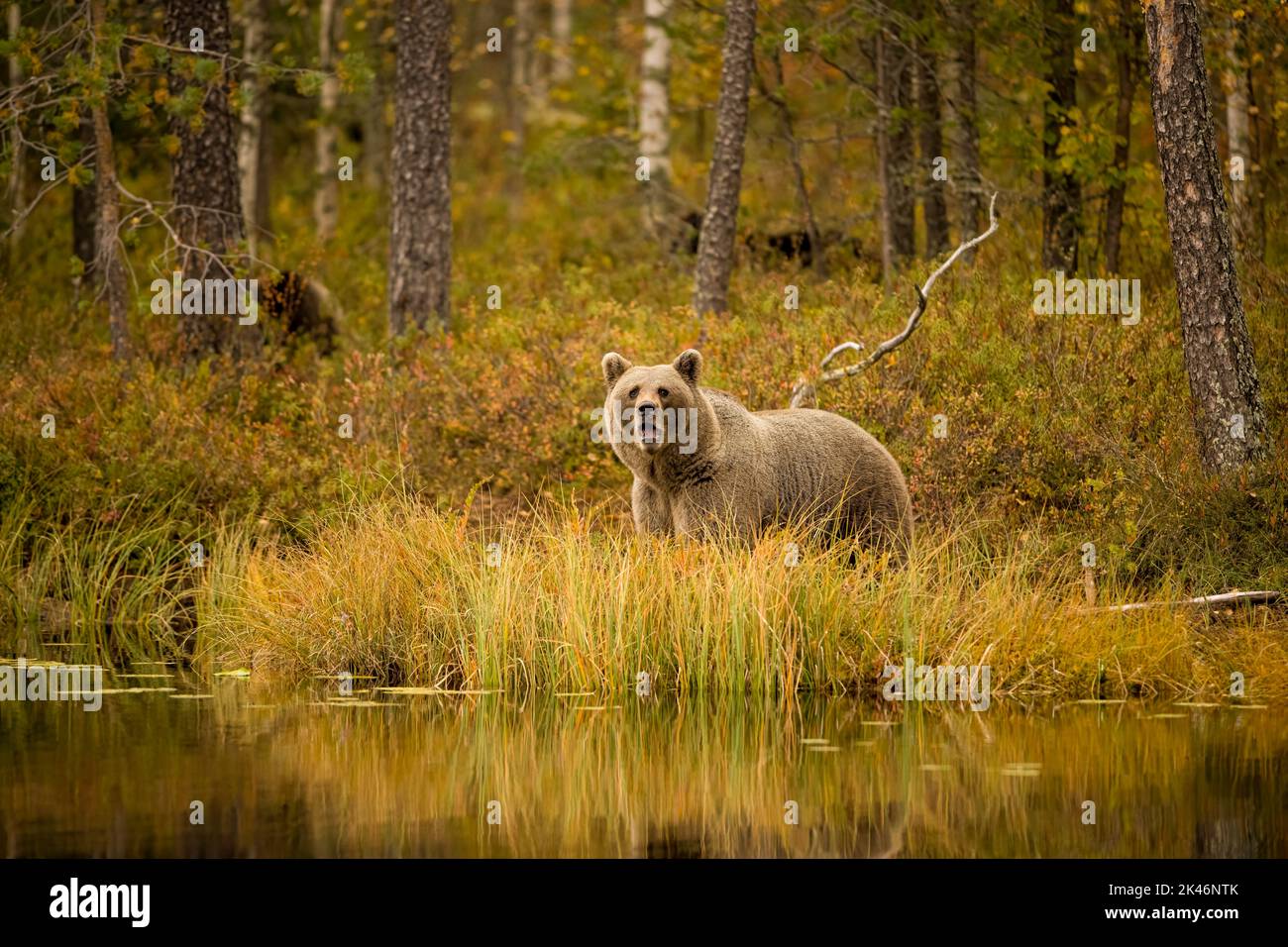 Wildlife in Finland. Bears, Wolverine and birds Stock Photo - Alamy