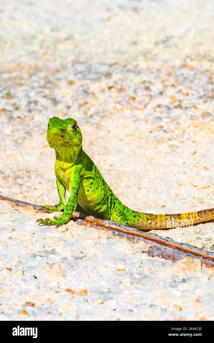 A Caribbean green lizard Lacerta Viridis half green half brown lizards ...