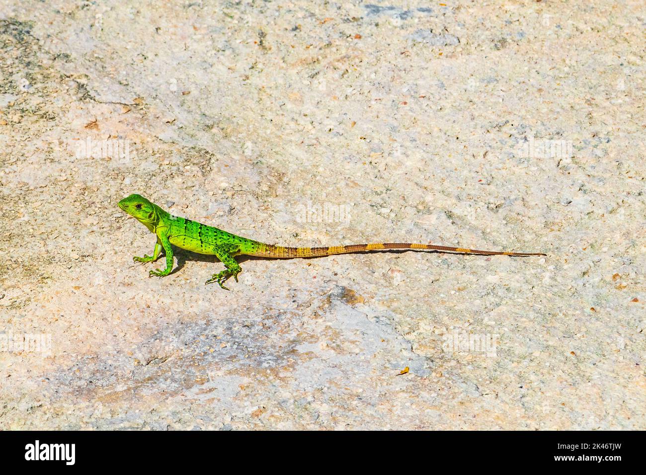 A Caribbean green lizard Lacerta Viridis half green half brown lizards ...