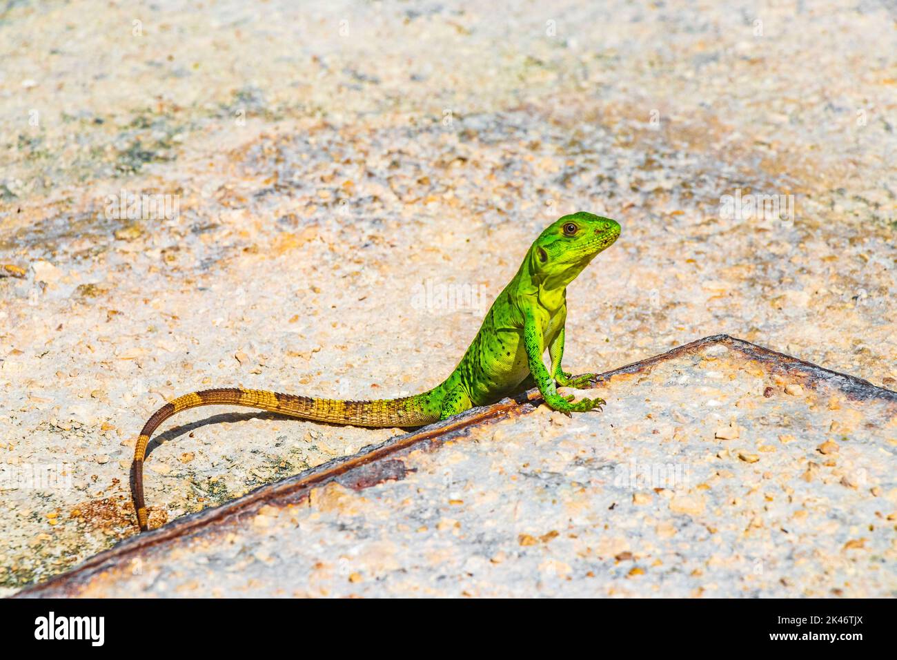 Lizard with half a tail hi-res stock photography and images - Alamy