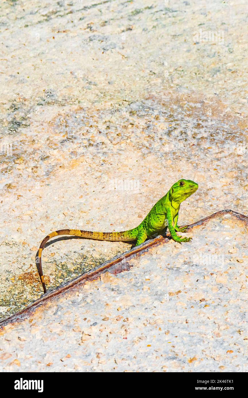 A Caribbean green lizard Lacerta Viridis half green half brown lizards ...