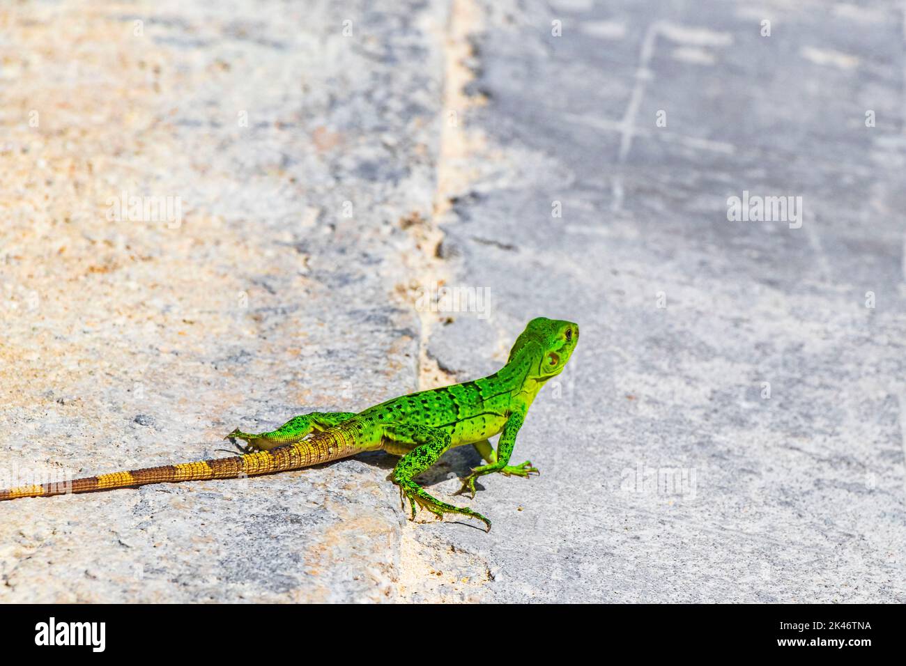 A Caribbean green lizard Lacerta Viridis half green half brown lizards ...
