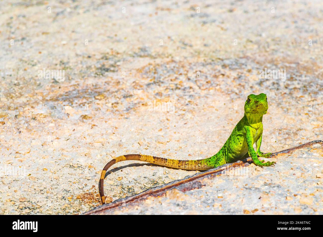 A Caribbean green lizard Lacerta Viridis half green half brown lizards ...