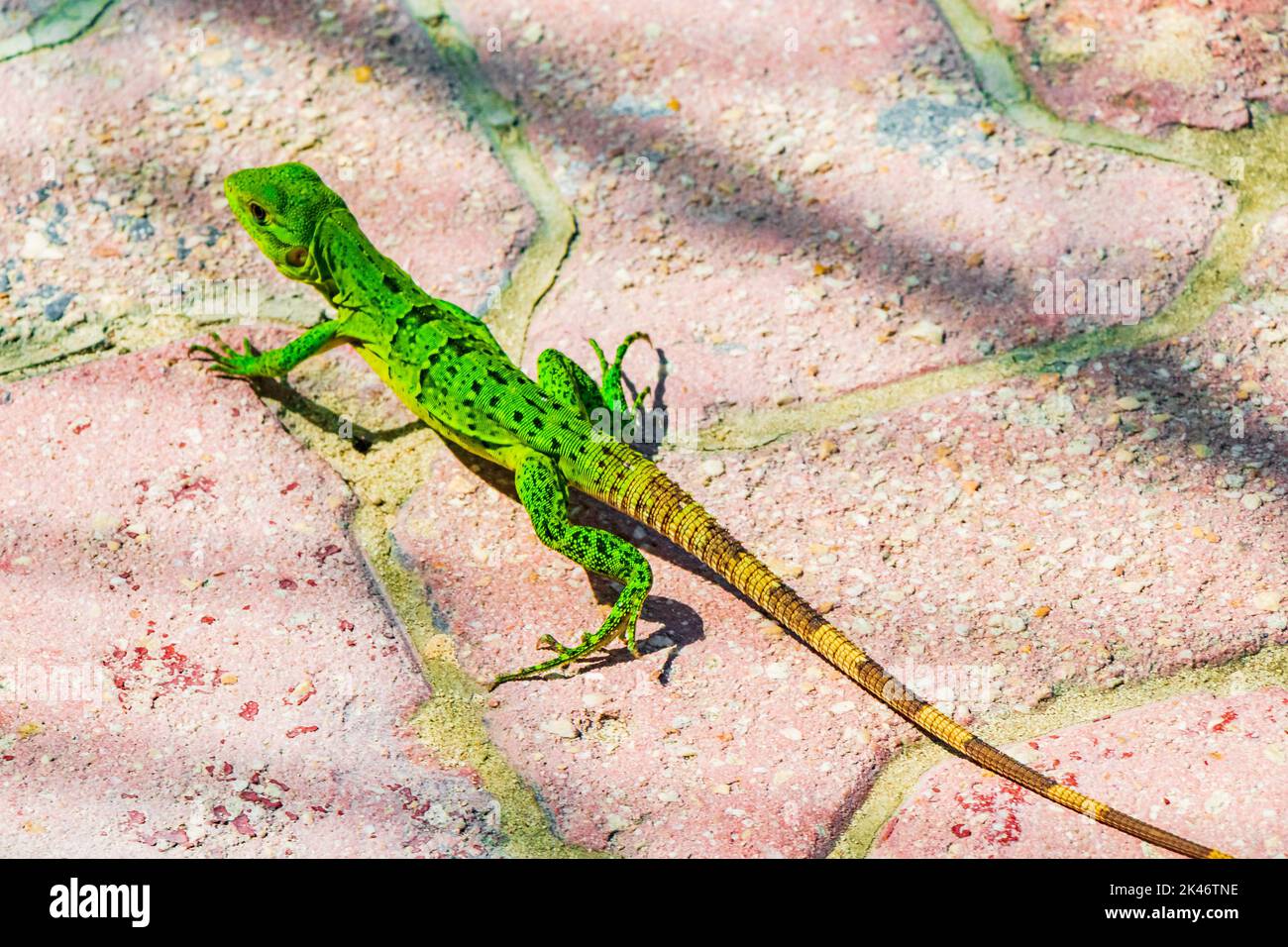 A Caribbean green lizard Lacerta Viridis half green half brown lizards ...