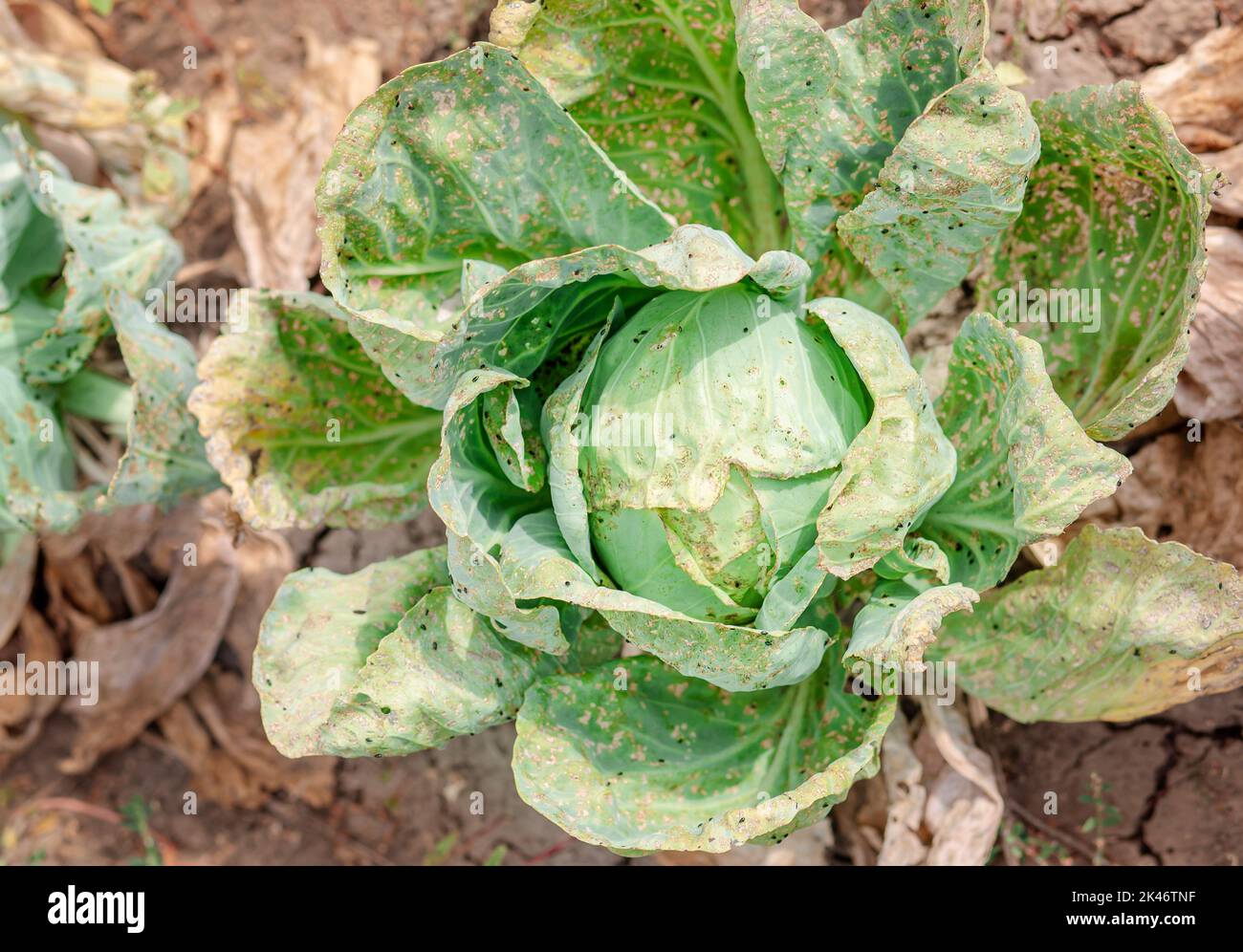 Cabbage in the agriculture field, eaten by slugs. Sick cabbage leaves ...