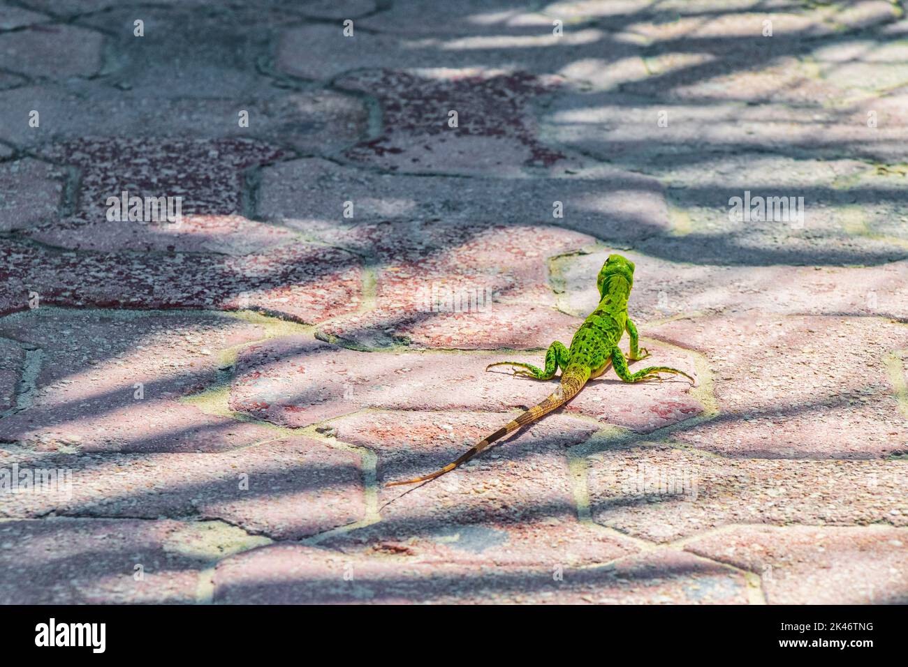 A Caribbean green lizard Lacerta Viridis half green half brown lizards ...