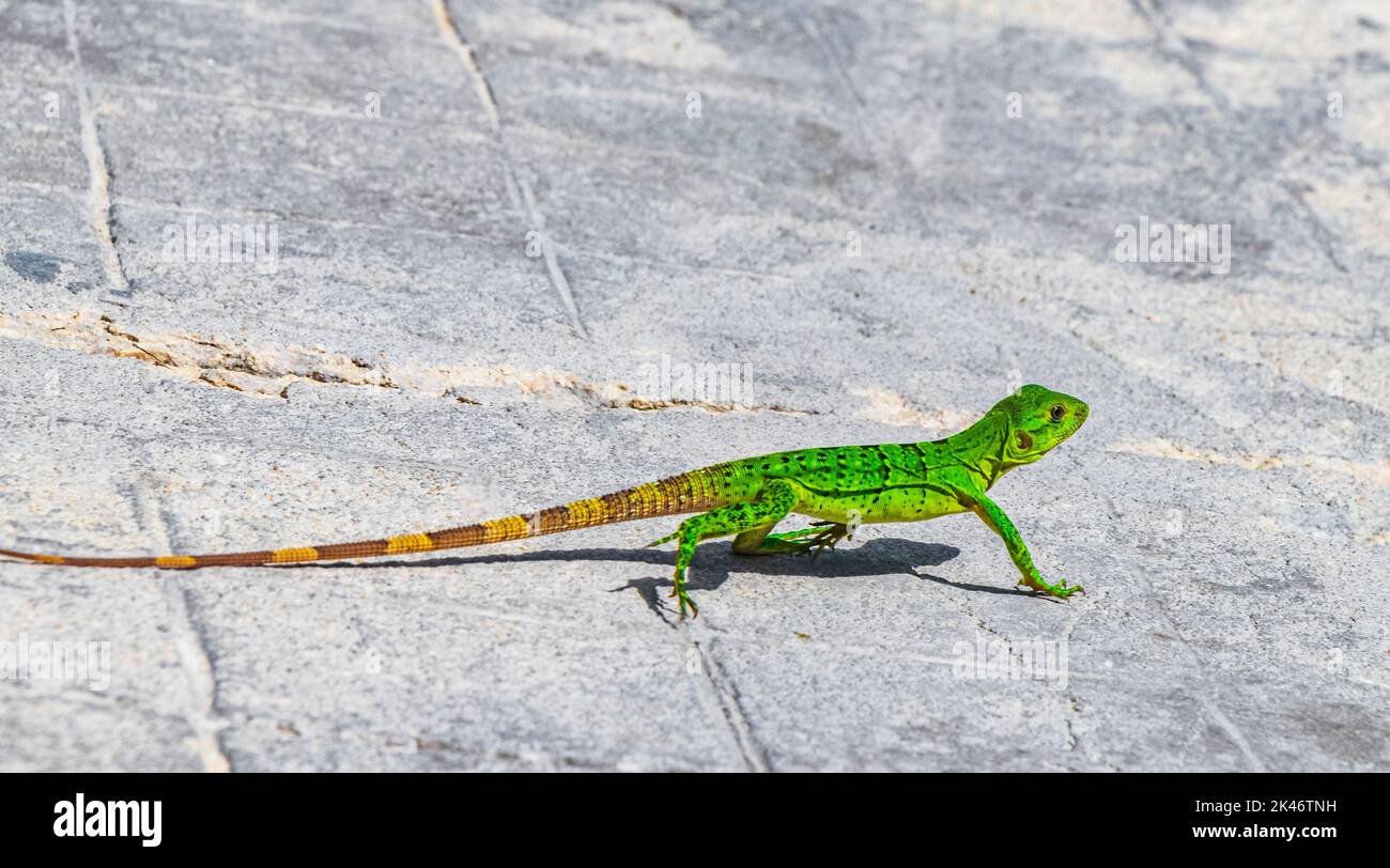 A Caribbean green lizard Lacerta Viridis half green half brown lizards ...