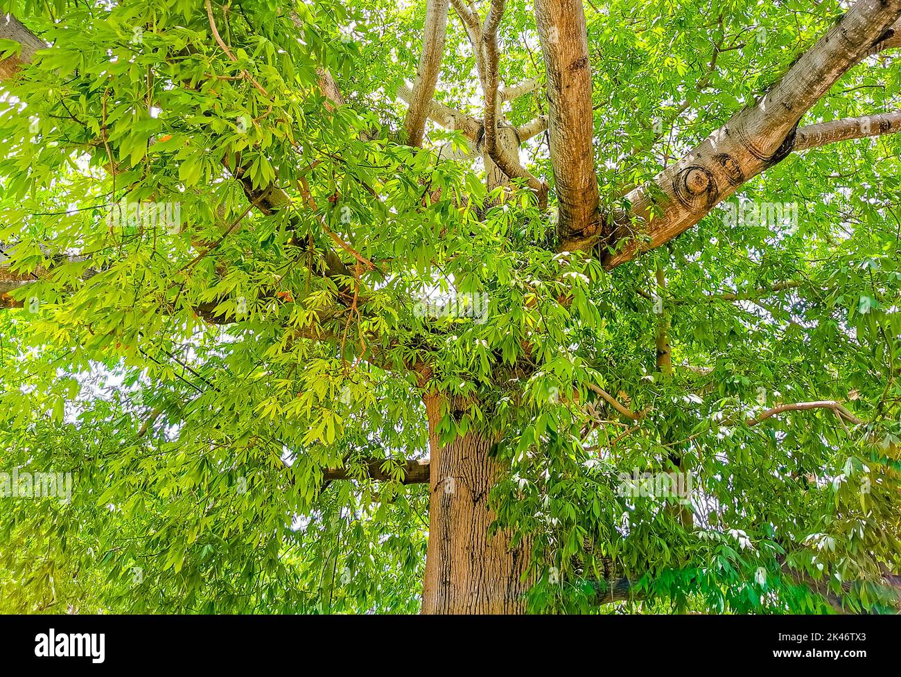 Huge beautiful Kapok tree Ceiba tree with spikes in tropical park ...