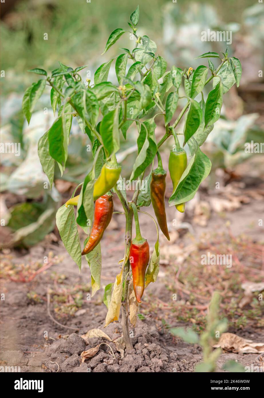 Dried Bell pepper. Bad harvest. Unsatisfactory results of growing ...