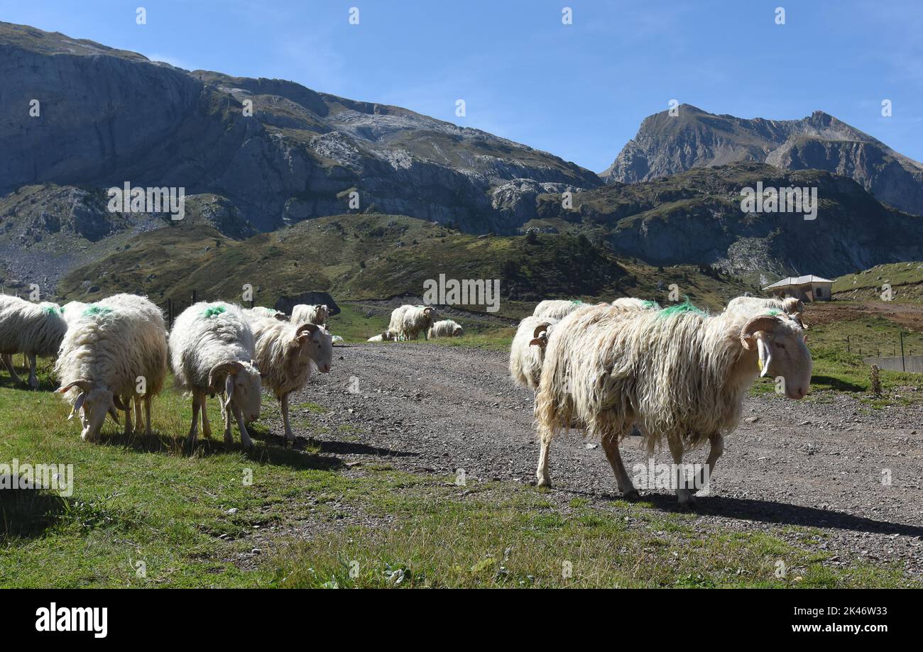 Mountain sheep on Col du Somport in the pyrenees mountains bordering ...