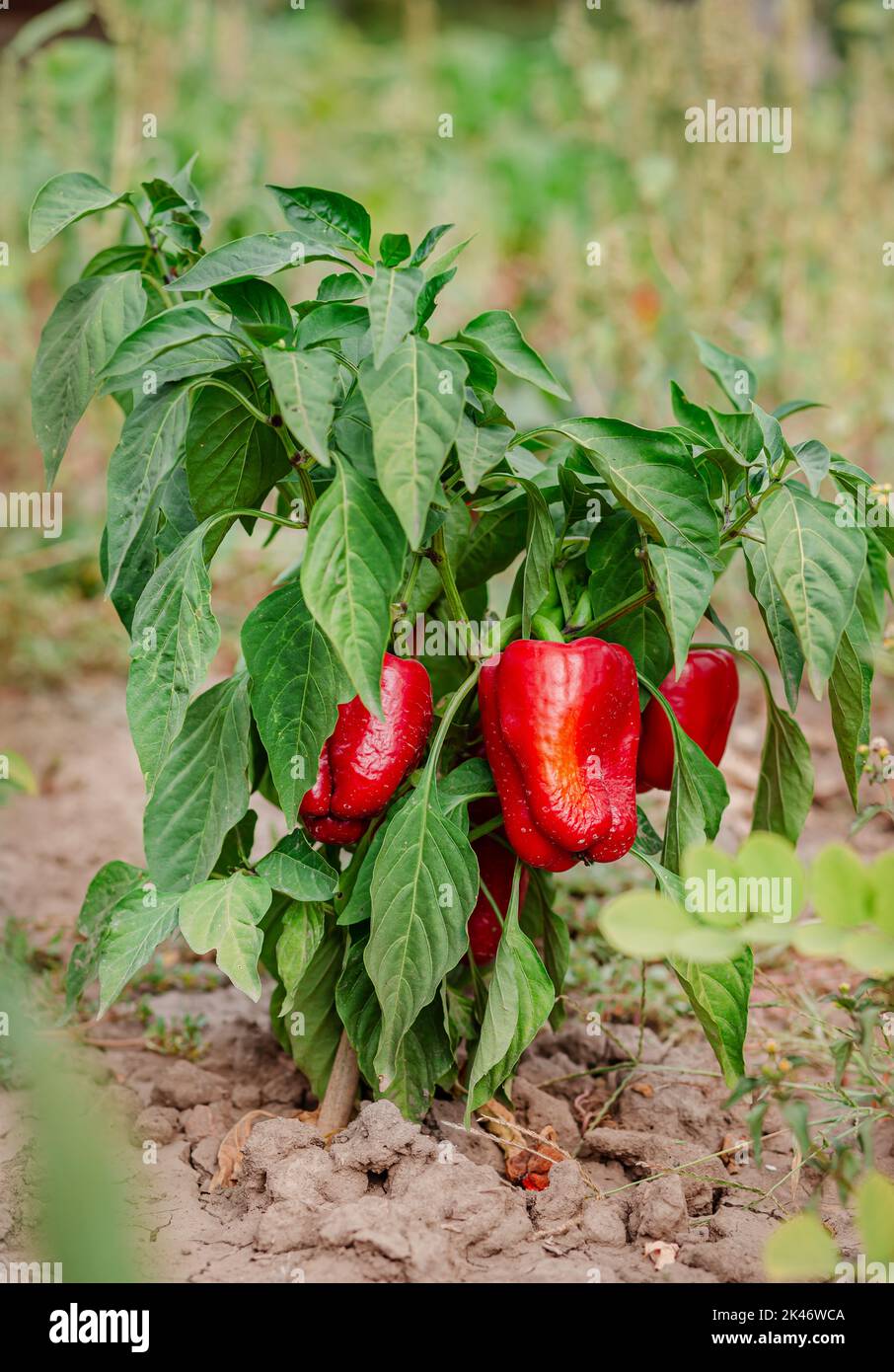 Bell pepper disease hi-res stock photography and images - Alamy