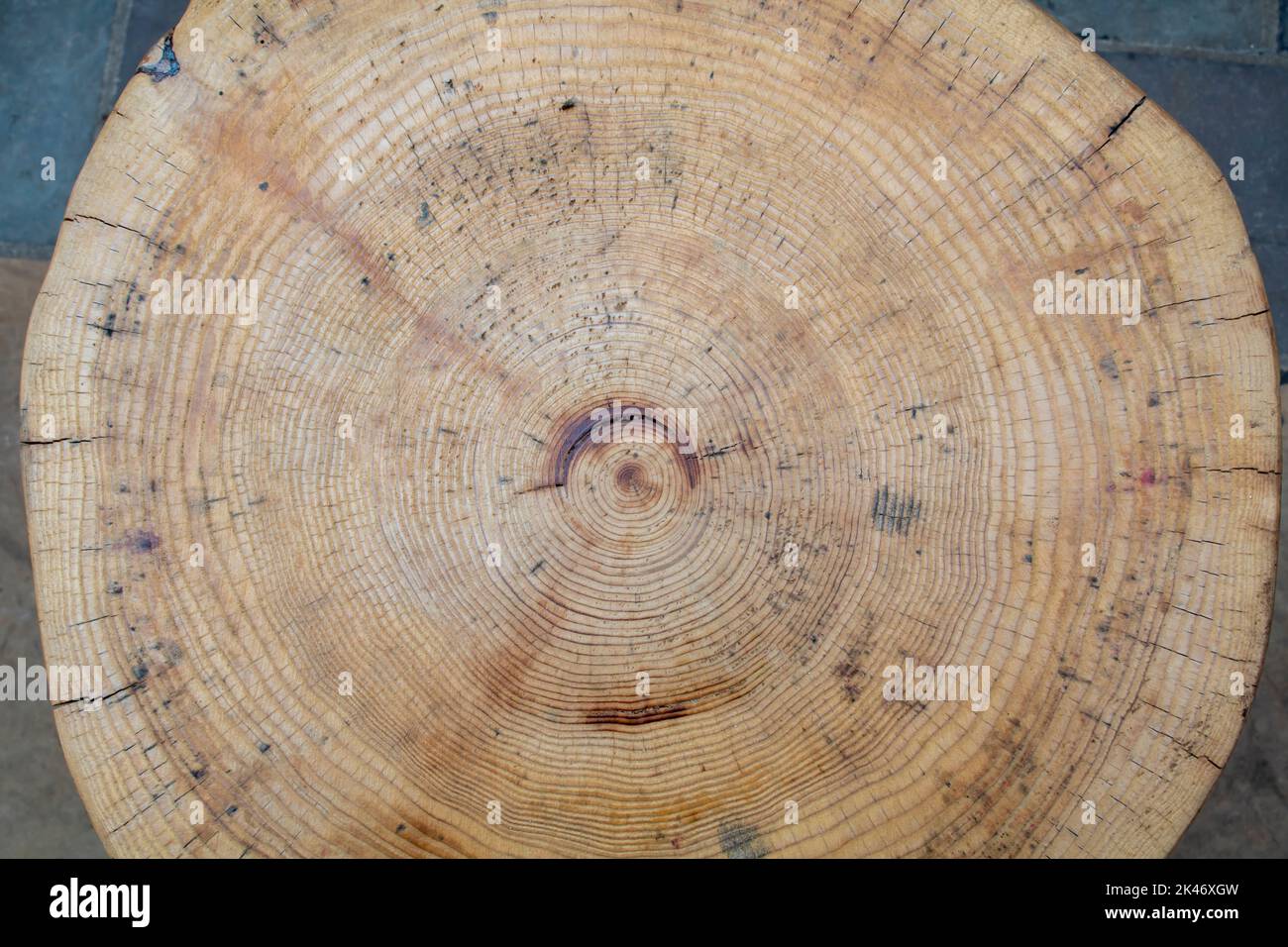 aging circular rings of a chainsaw cut tree trunk Stock Photo - Alamy