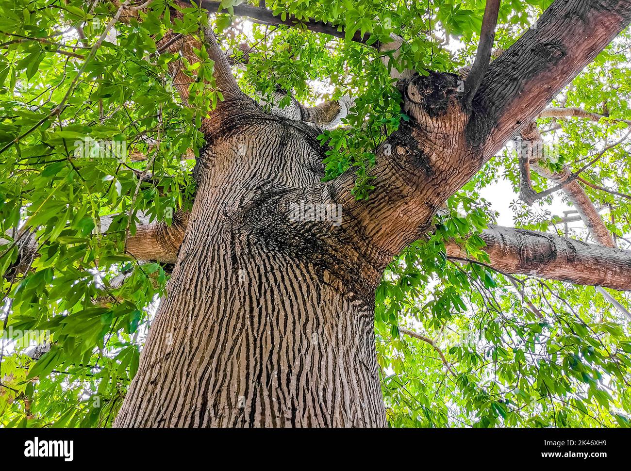 Huge beautiful Kapok tree Ceiba tree with spikes in tropical park ...